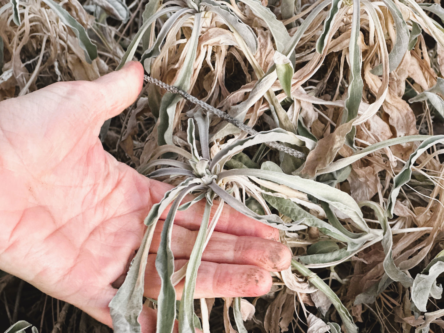 class schedule – Unearthed Life